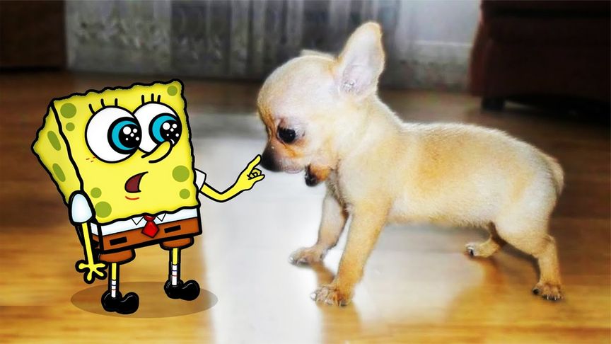搞笑萌宠:海绵宝宝与狗狗的奇妙互动,有趣的宠物时间!