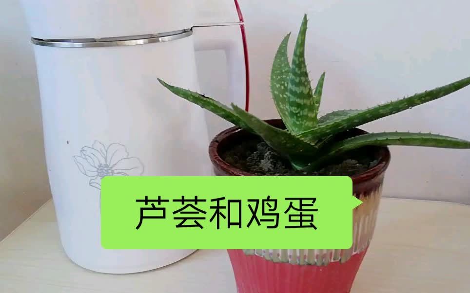 芦荟和鸡蛋的使用,女孩学会这两样,一年省下一块手机钱