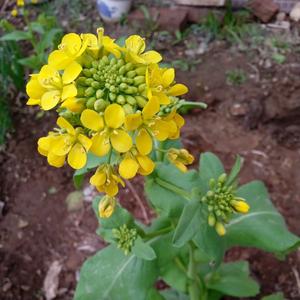 番茄602968980461277 