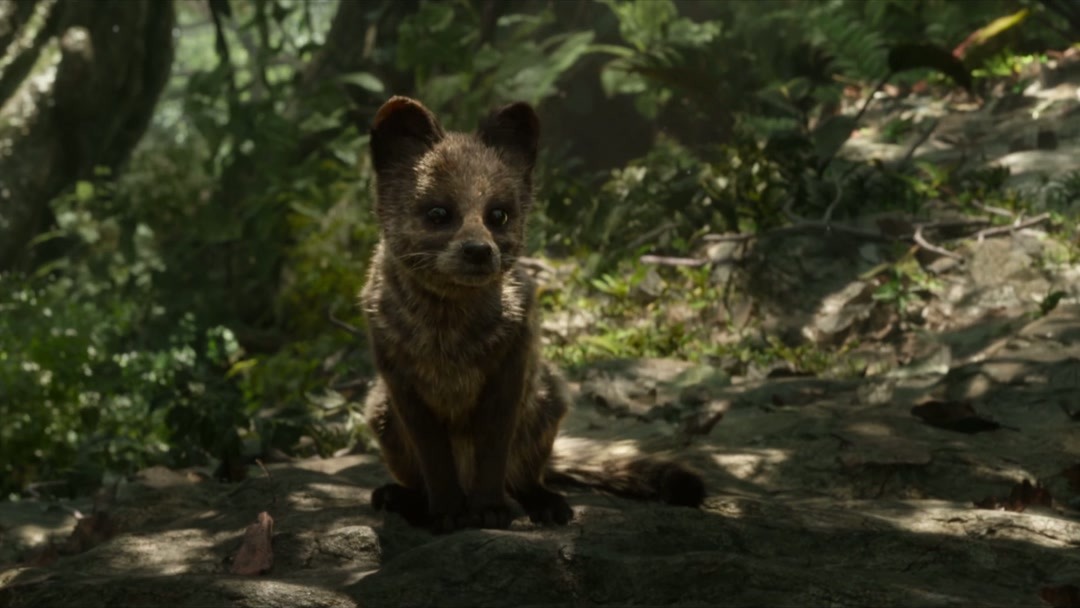 狐狸果然是森林最狡猾的动物!狼孩完全被颜值蒙蔽了双眼!