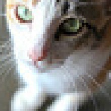 tigerzkj 