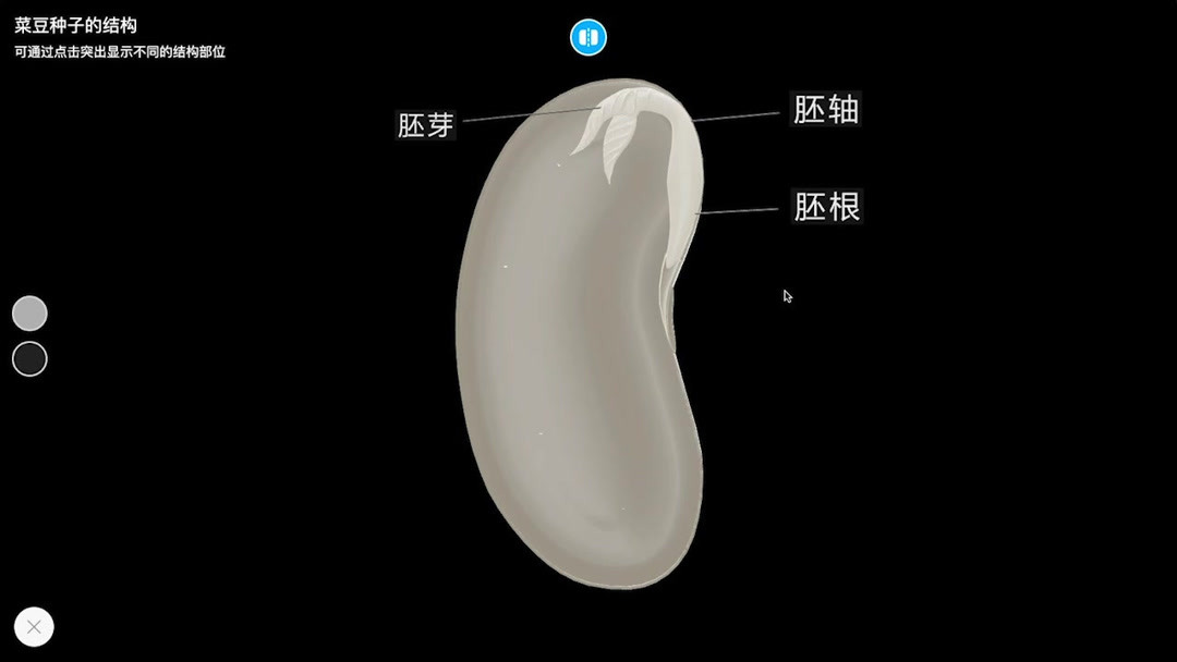 【生物】菜豆种子的结构