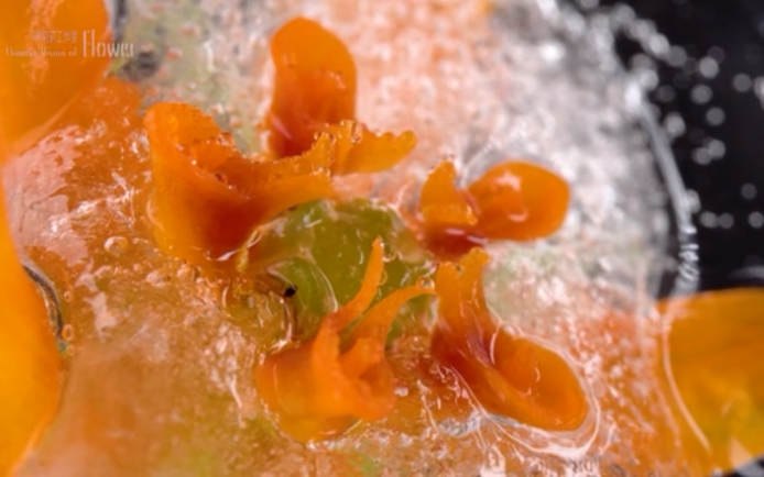 变幻又唯美 - 微距镜头下的花与水共舞