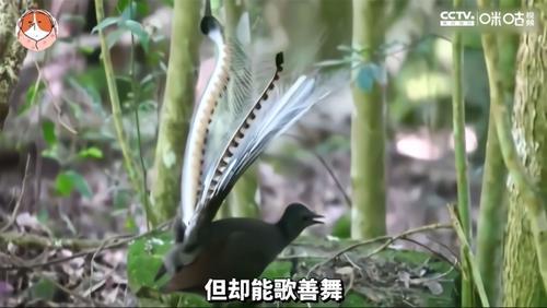 这种鸟模仿能力绝了!八哥鹦鹉都被它比下去