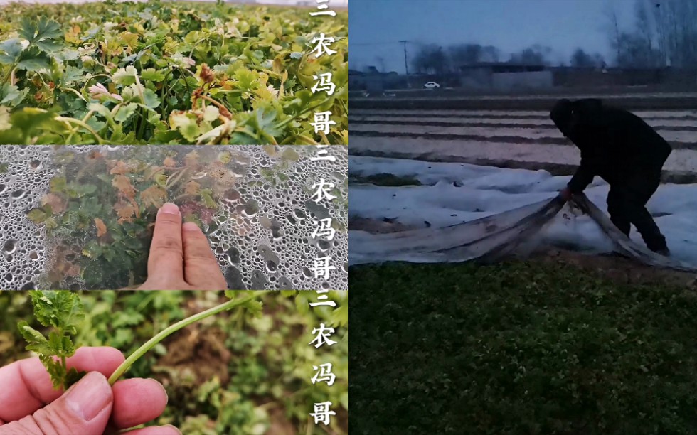 香菜种植管理不及时,排放降温不到位几天都捂黄了,这可咋办