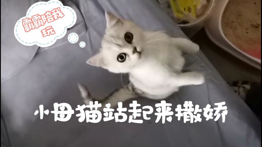 情侣养猫,小母猫站起来撒娇要陪玩,男朋友陪她玩最后我笑了。