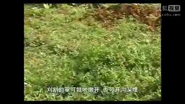 樱桃栽培管理技术视频_标清