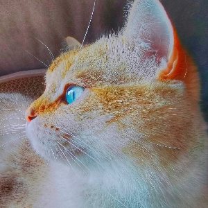 Anne-Tsuki 