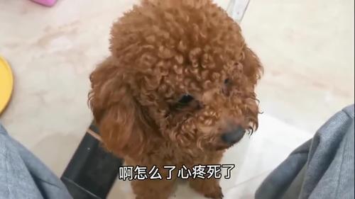 主人养的仓鼠逃走了,小泰迪狗狗太伤心了,不吃不喝哇哇叫