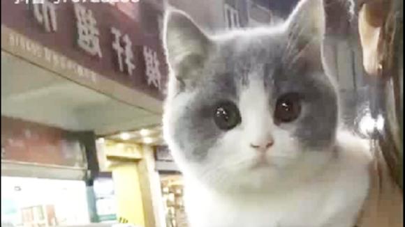 小猫咪:“麻麻你手机里那只猫是谁啊,怎么跟我长得一模一样”