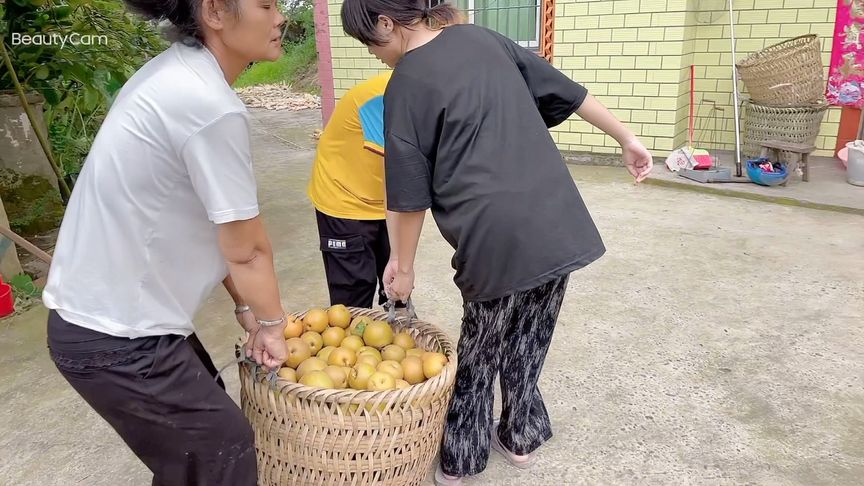 500株梨子全部成熟了,丰收的时节,全家总动员辛勤劳动