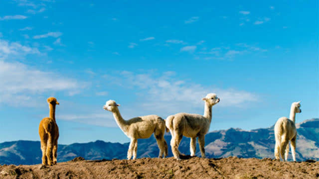 这种动物被奉为神兽,还具有药用价值