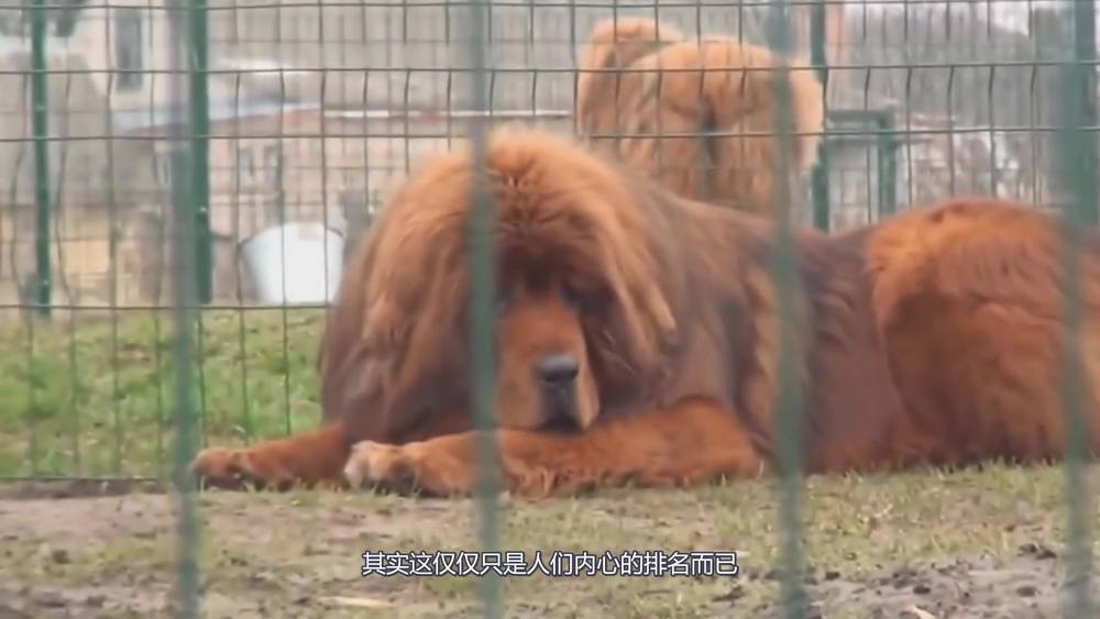 藏獒是不是最强犬?这个视频告诉你答案,挑衅的结果并不好