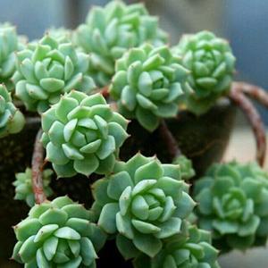 新二年级小马哥 