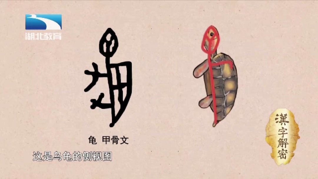 你知道甲骨文的龟是怎么写的吗?来跟武汉大学的教授学知识