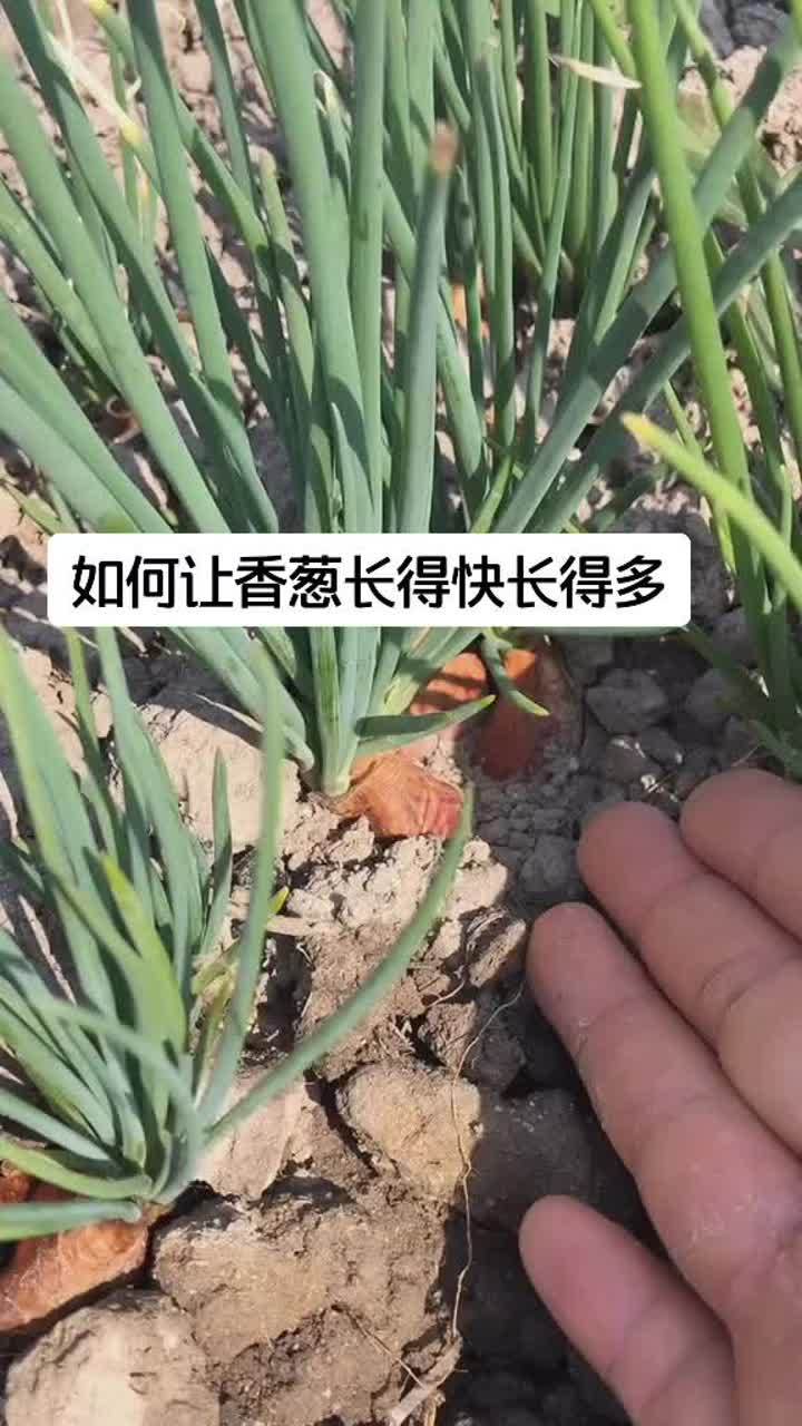 我要上热门 园林绿化 花卉绿植 养花达人 种植小技巧 是时候牛气一回 ...