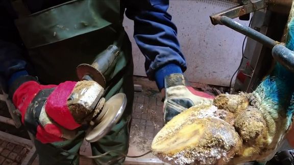 看高手如何帮牛修理牛蹄,先用砂轮打磨,然后再削