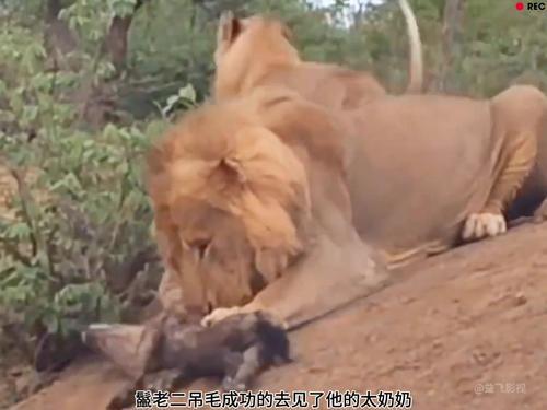 雄狮愤怒值爆表鬣狗倒霉