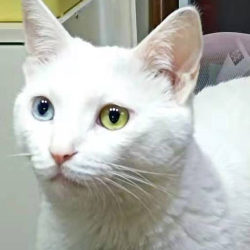 阿绮今天跑步了吗 