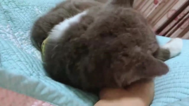 今日份会撒娇的小猫咪(?)
