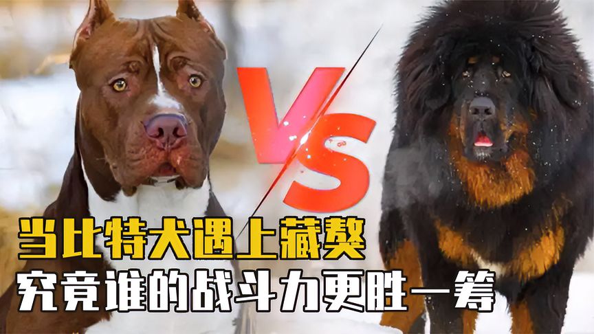 当比特犬遇上藏獒,美国斗牛犬VS中华神犬,究竟谁能更胜一筹!