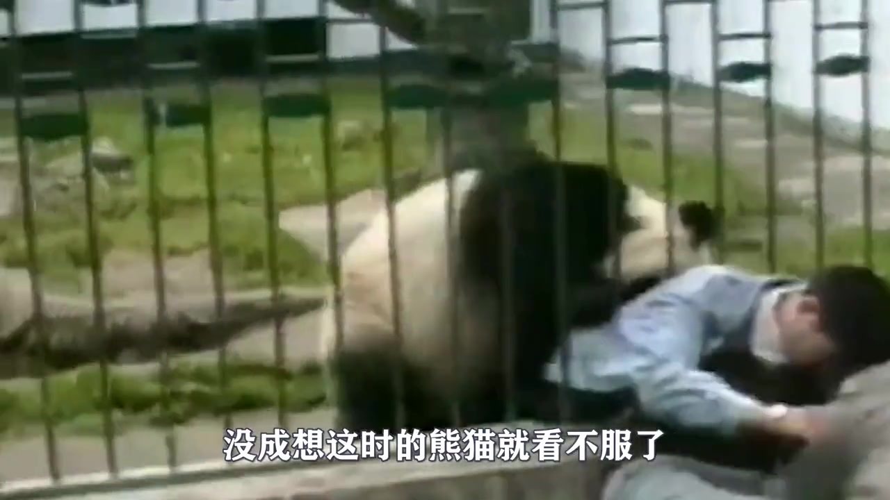 这只"欺负"俄罗斯人的熊猫火了,到底发生了什么看完别笑!