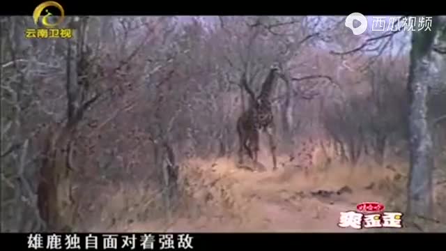 狮子耍阴招,对准长颈鹿的生殖器狠狠一咬,这谁顶得住啊?
