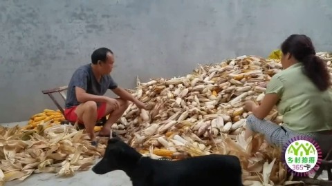 农民大叔在剥玉米,狗狗坐在凳子上看,大叔一句话都笑了