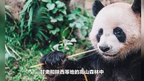 大熊猫属于熊科,而不是猫科