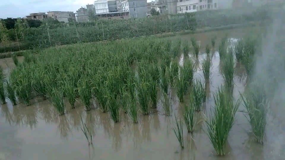 鱼塘撒石灰,能否把红色水藻消灭?