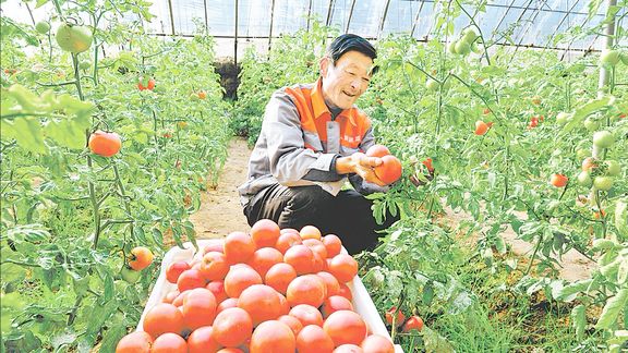 为啥番茄结果少?那是你开花前没用这,全是经验呀