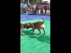 斗狗凶猛撕咬 比特犬斗狗视频