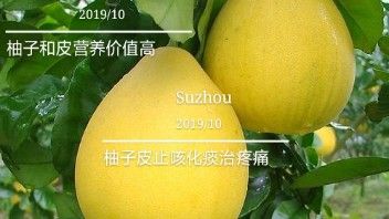 大家都知道柚子是营养丰富的水果,柚子皮煮水有什么功效呢?
