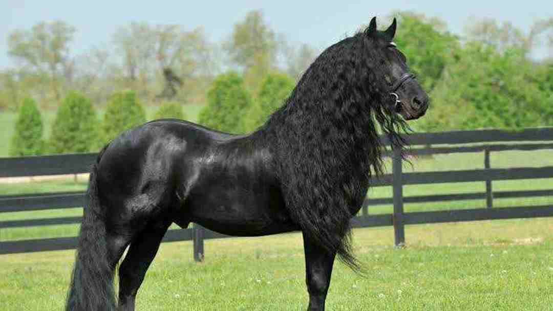 它被称为世界上最帅的马,没有之一,一次配种竟需要35万元!