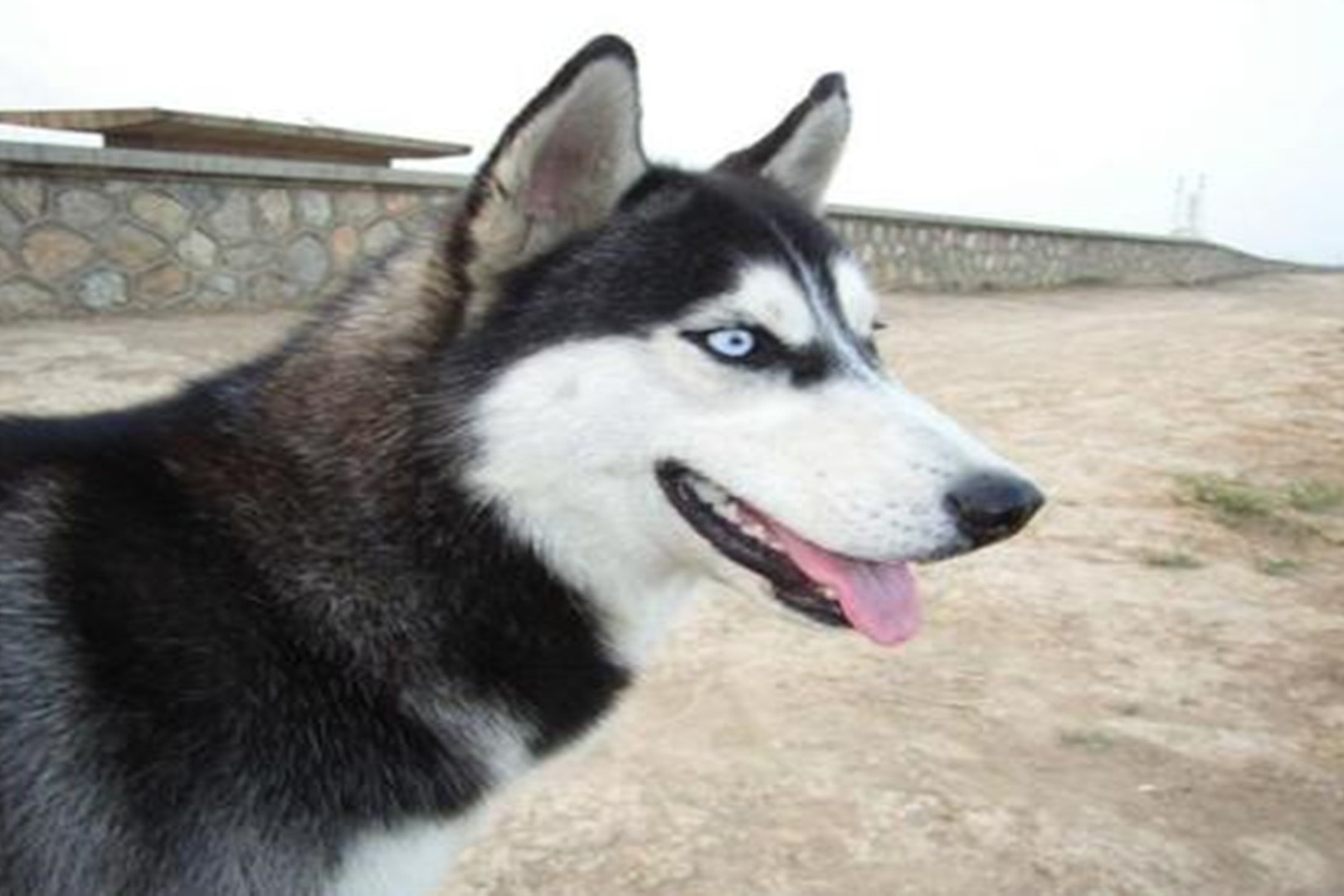 没有疫苗的古代,若是被狗咬了的话,他们该如何应对狂犬病呢?