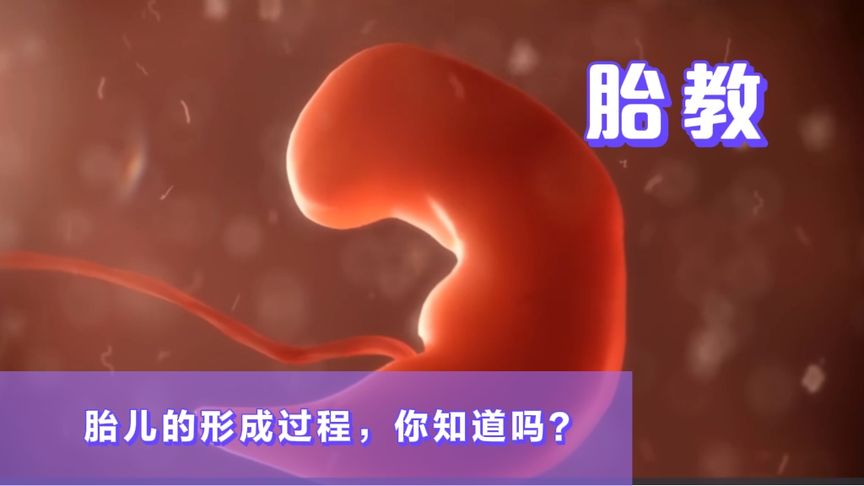 胎儿的形成过程,你知道吗?