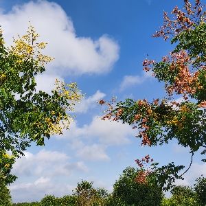泰心院凤之飞舞 