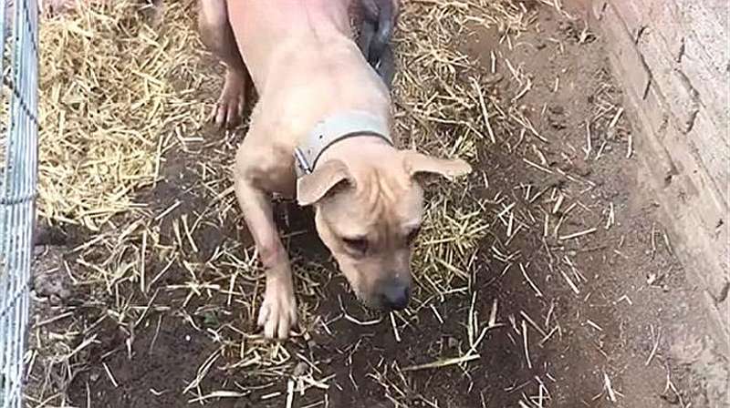 家里的比特犬真凶狠,一言不合就想打架,太吓人了