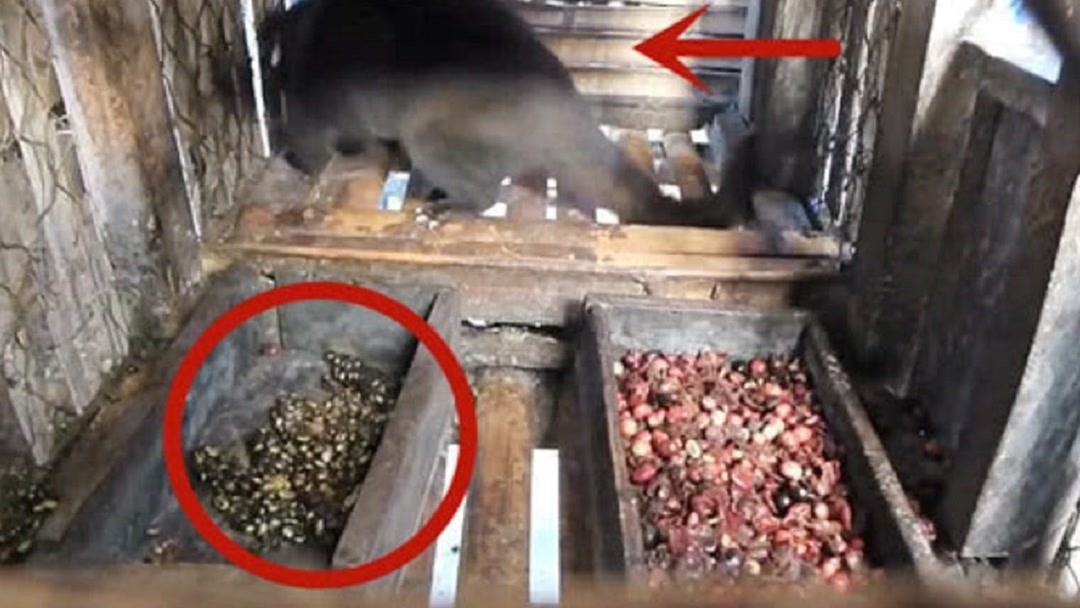 猫屎咖啡是怎么生产出来的?看完太让人心痛了,镜头记录全过程