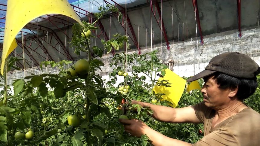 农村大棚番茄要想高产,这3点要牢记,去了解一下吧