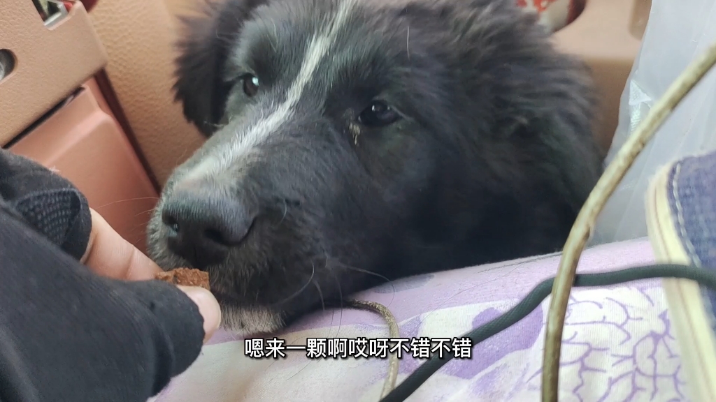 带上狗子电动三轮车自驾游西藏