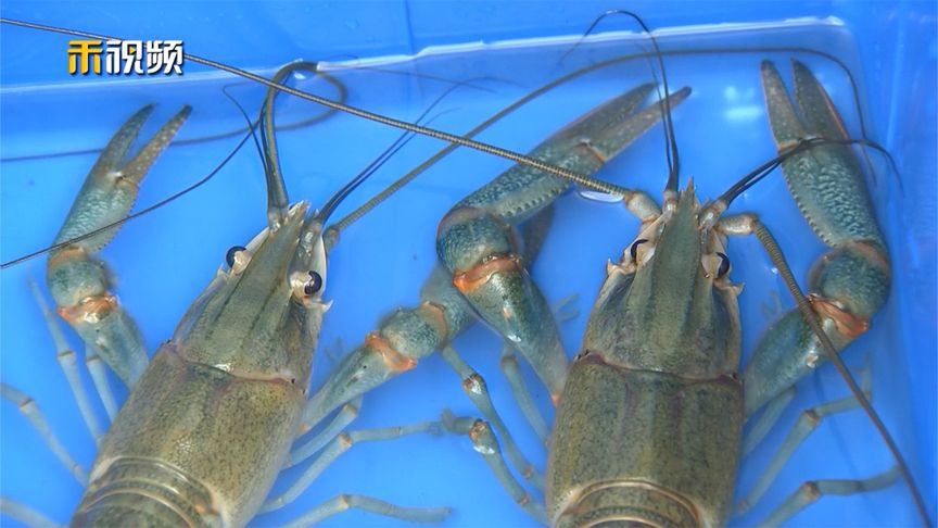 100元一斤!地产澳洲淡水龙虾国庆前上市