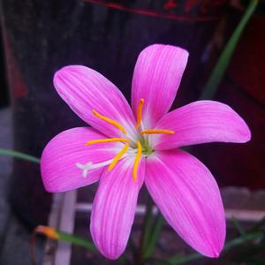 爱分享的虎妞1Z3y 
