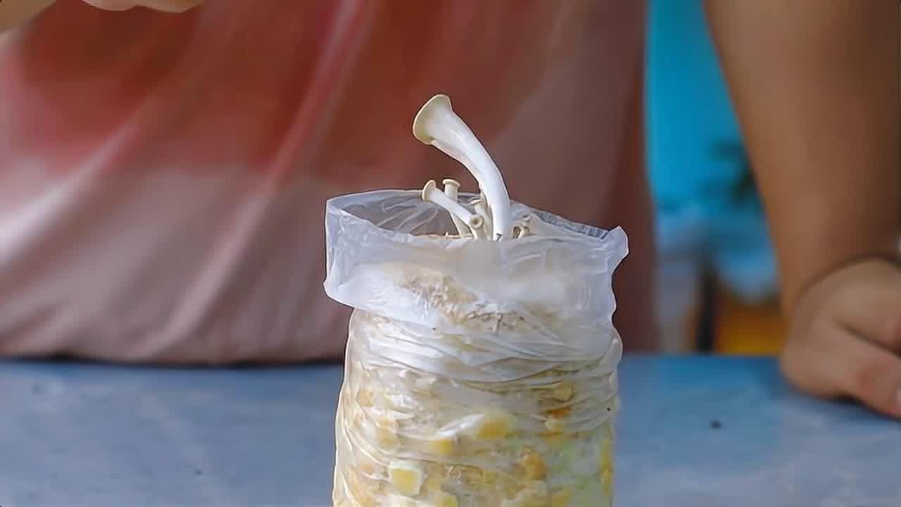 凤尾菇"菌包"的3次生长,废弃后还能当肥料使用