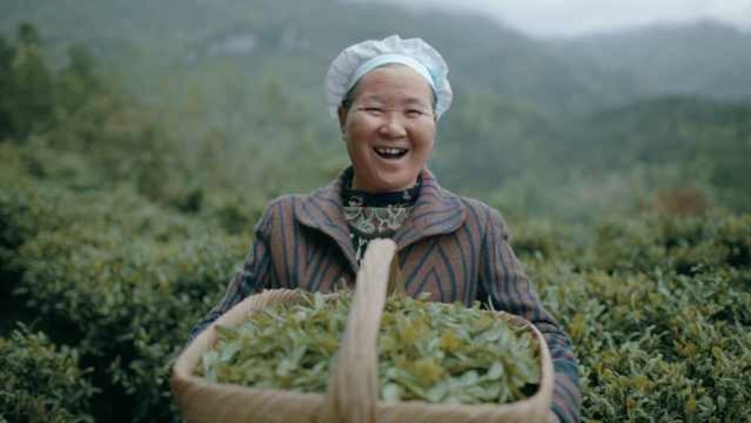 最帅卖茶书记帮全村收入翻十倍,茶农狂喜:天天有钱进