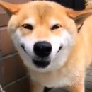 和平精英冷血一打四 