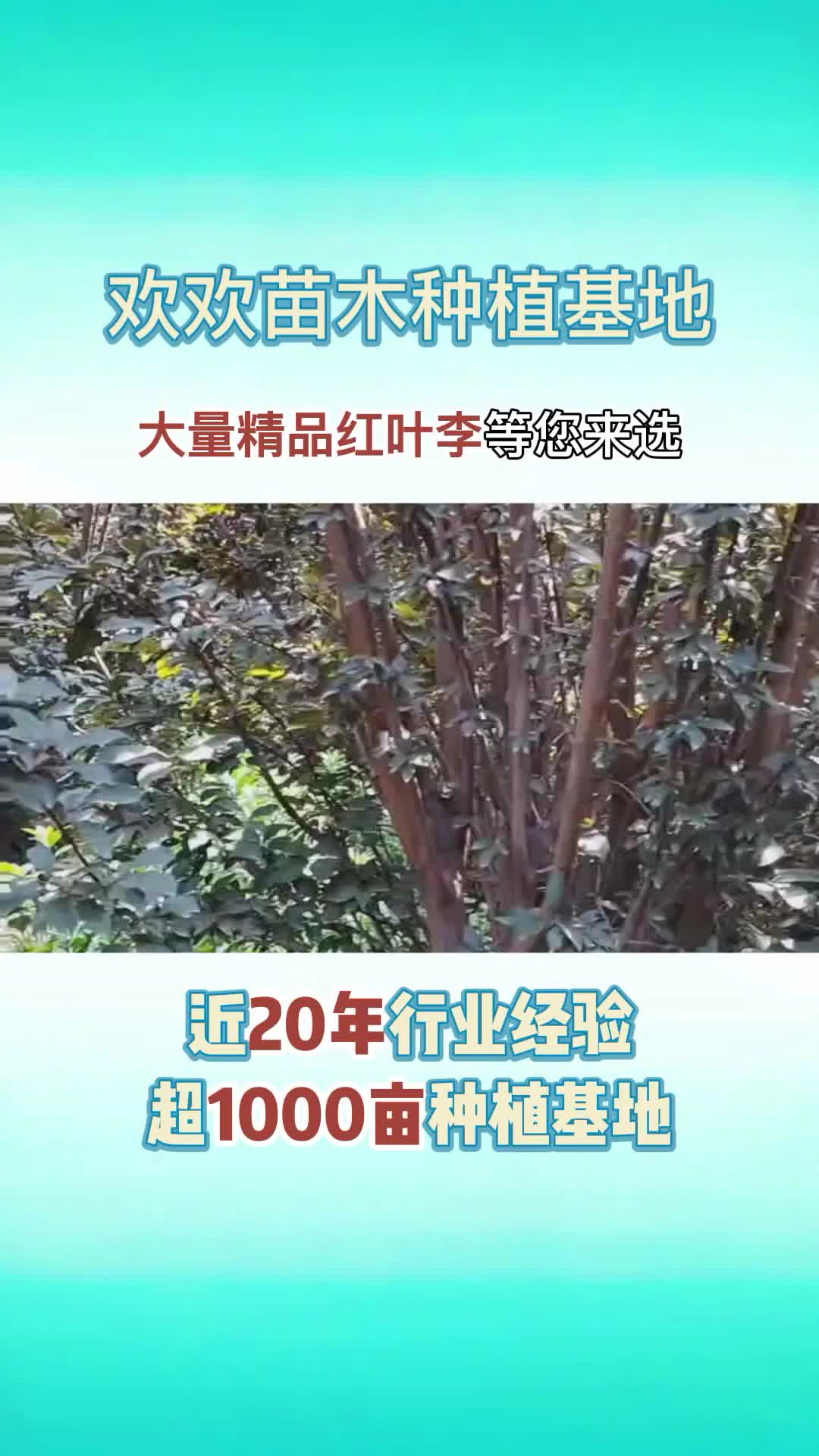 苗木种植基地,苗木种植基地可批发精品红叶李,优质美人梅;造型小叶...