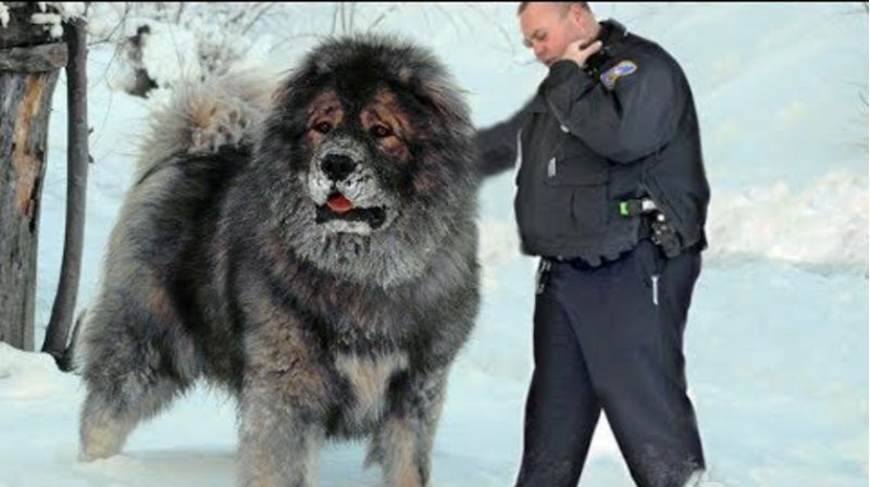 十只最强大的狗狗排行榜 看后被震撼到了