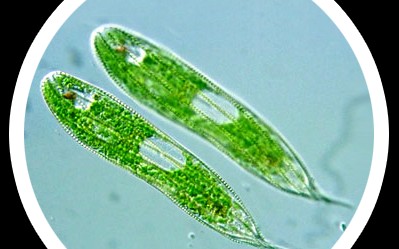 【不平凡1】显微镜看微观世界(2•眼虫玻片标本)