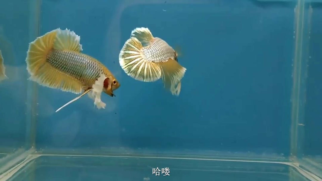 鱼死后为何会翻肚皮,漂在水面上?看完涨知识了!